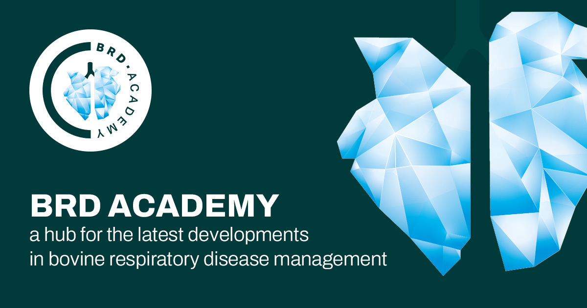 Bovine respiratory disease: Pathology and pathogenesis | BRD academy